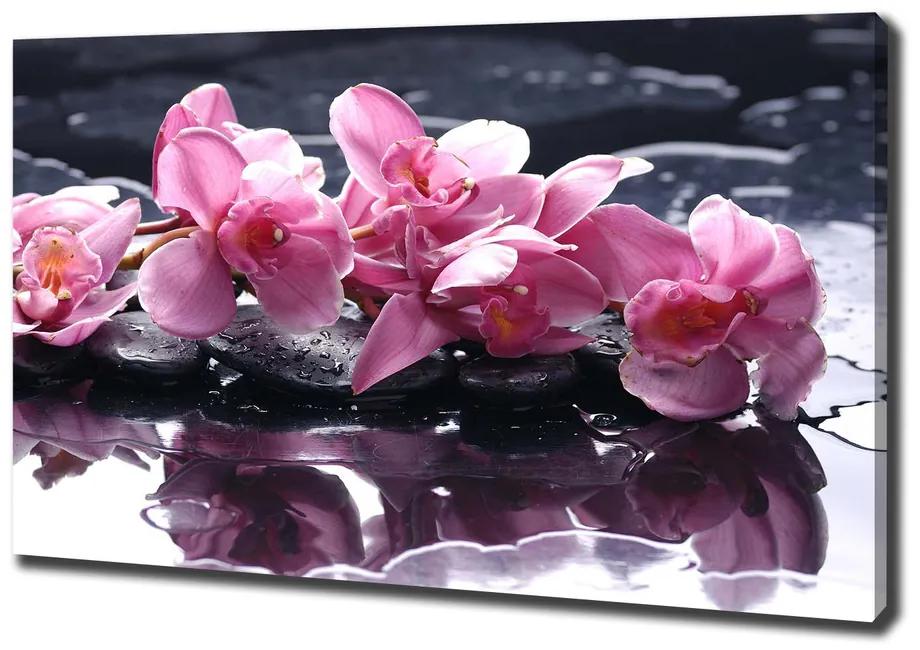Wallmuralia Foto obraz na plátně do obýváku Růžová orchidej 100x70 cm