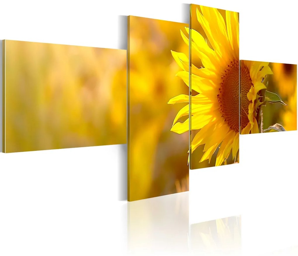 Obraz - Žlutá slunečnice - 100x45