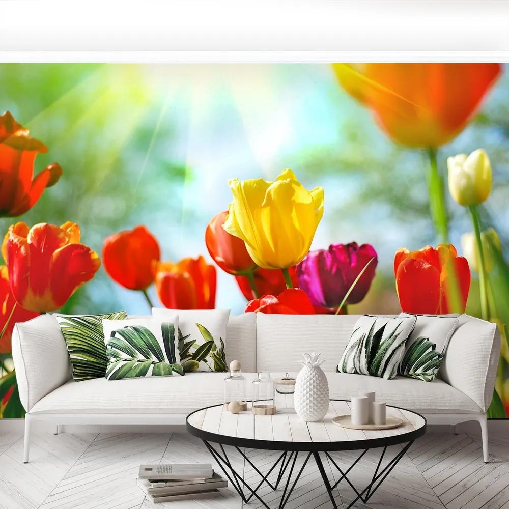 Fototapeta Květiny tulipánů