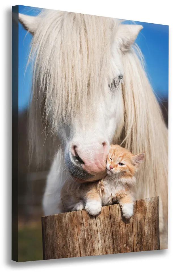 Wallmuralia Foto obraz na plátně Bílý kůň s kočkou 70x100 cm