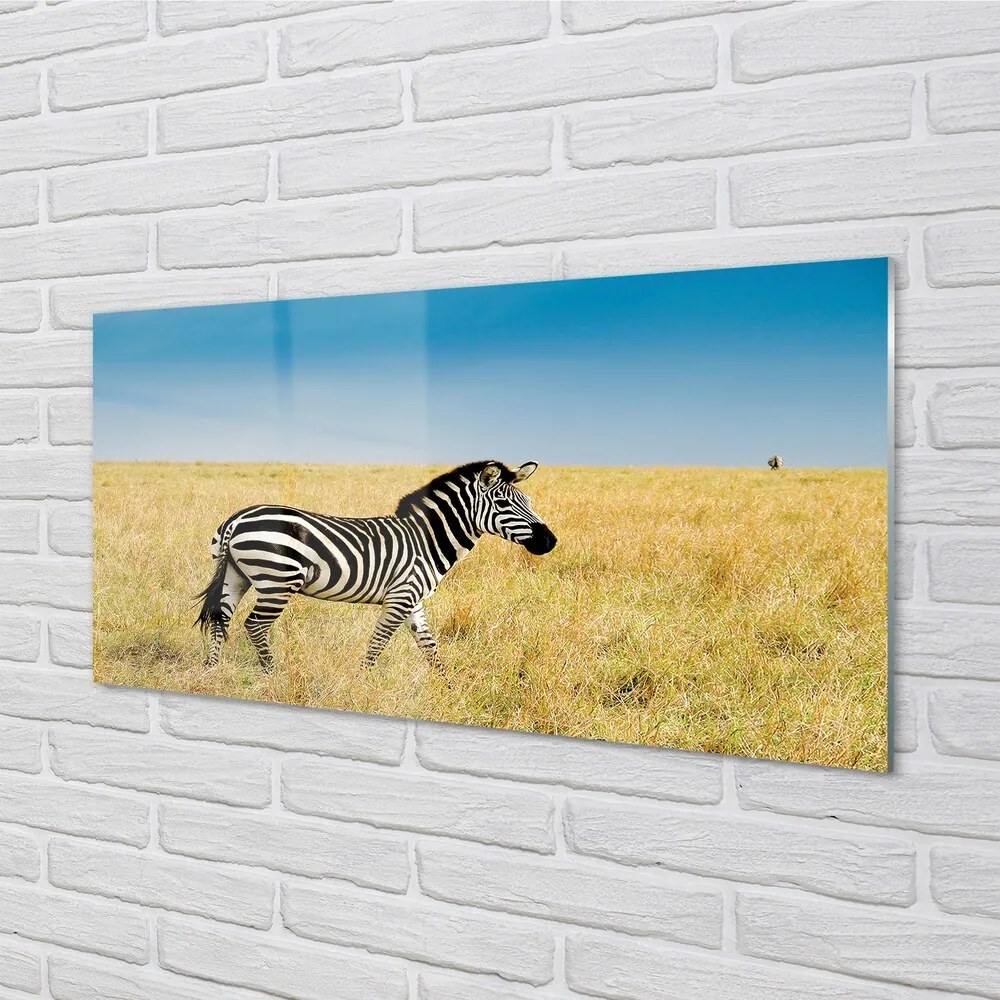 Obraz na skle Zebra box 120x60 cm