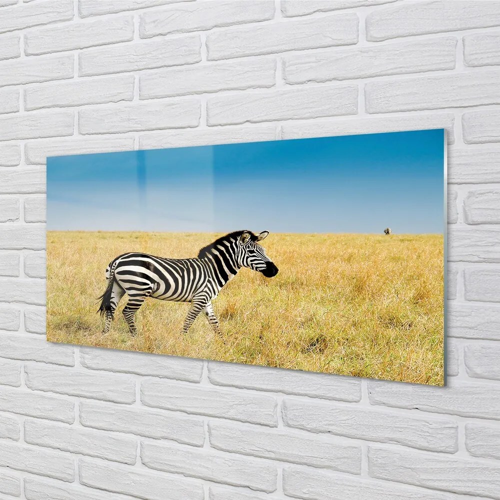 Obraz na skle Zebra box 140x70 cm