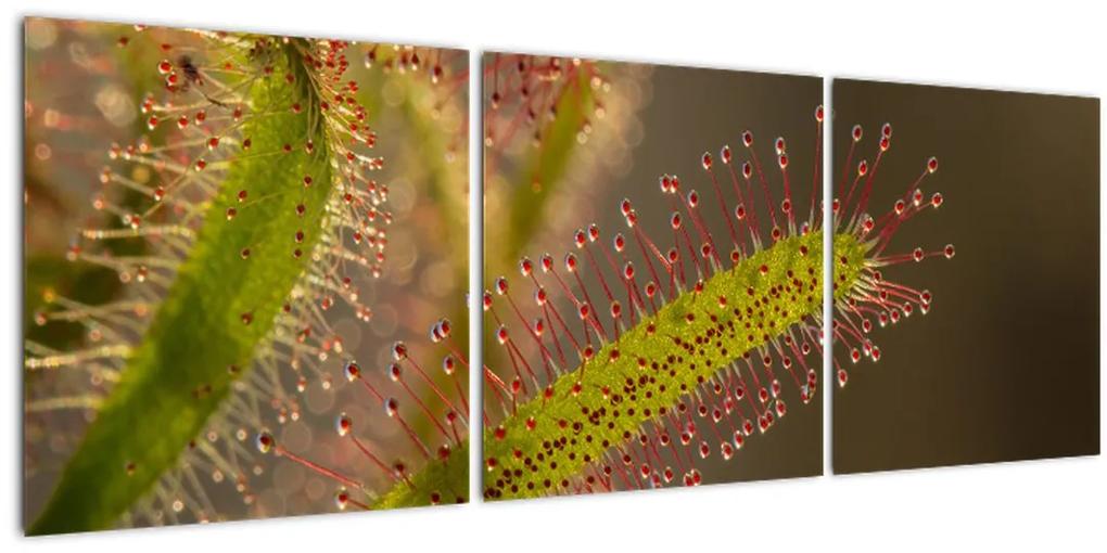 Obraz rostliny (120x40 cm), 40 dalších rozměrů