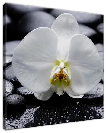 Tištěný obraz Tajemná orchidej a černé kameny 30x30cm 1708A_1AI