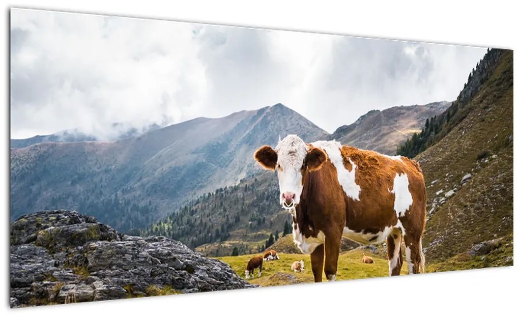 Obraz krávy na louce (100x40cm)