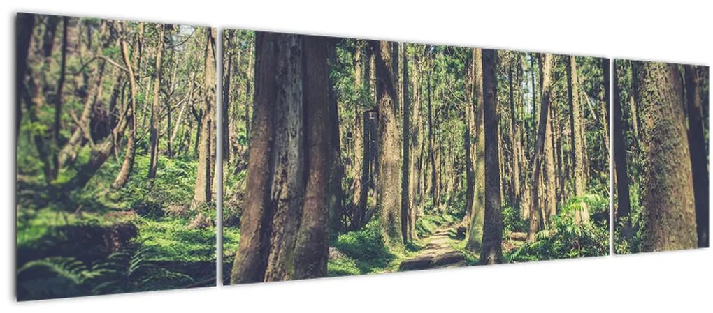 Obraz cesty mezi stromy (170x50 cm)