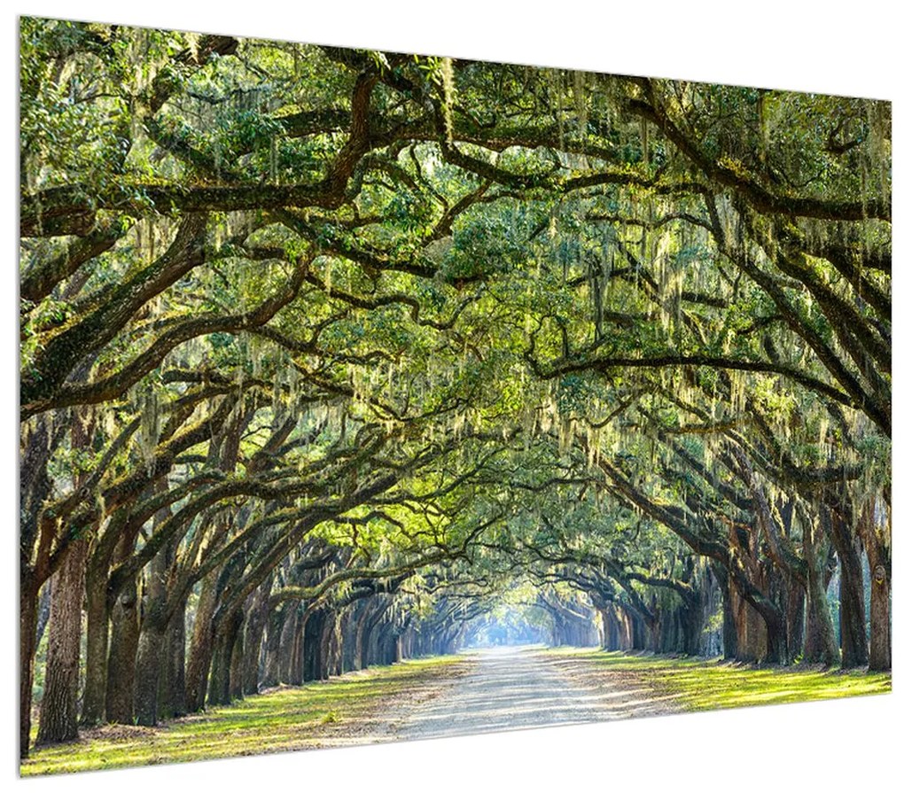 Obraz stromové aleje (100x70 cm)