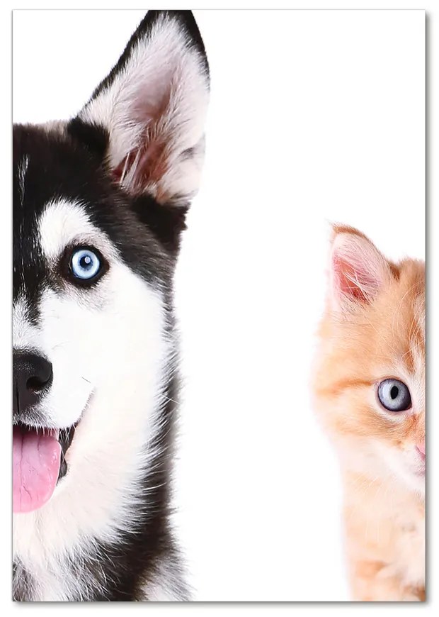 Wallmuralia Foto obraz akrylový na stěnu Pes a kočka 70x100 cm