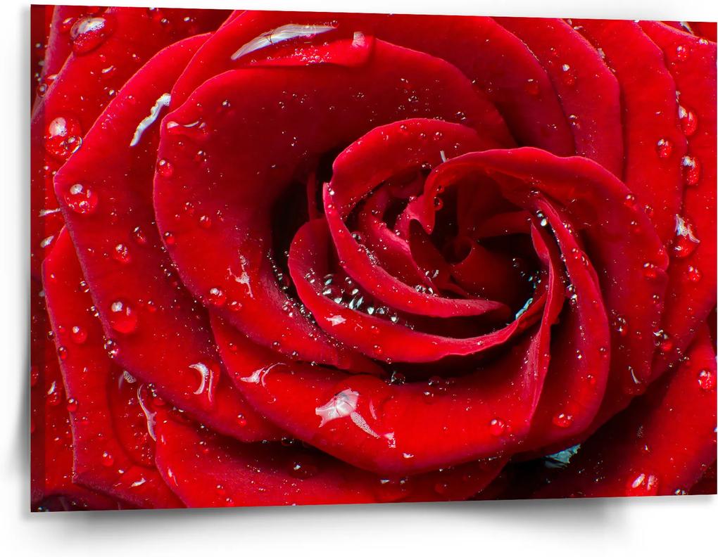 Obraz SABLO - Růže 50x50 cm