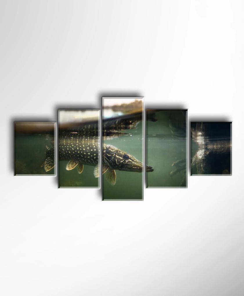 Malvis ® Obraz Štika pod vodou ROZMĚR (šířka x výška): jednodílný obdélník 120x80 cm