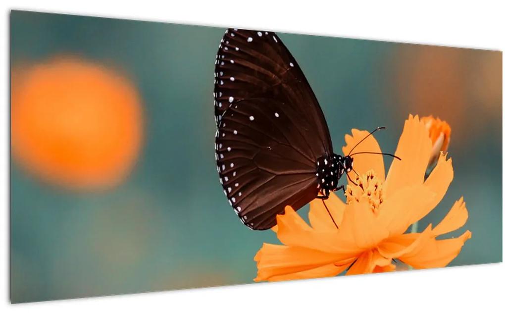 Obraz - motýl na oranžové květině (100x40 cm), 40 dalších rozměrů