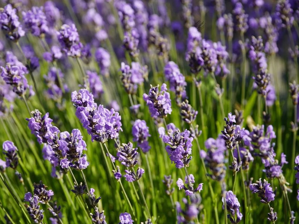 Benlemi Startovací sada do dětské postele: celoroční peřina a polštář + bílé prostěradlo + chránič matrace Zvolte rozměr: 90 x 180 cm