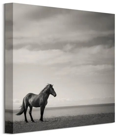 Obraz na plátně Osamělý kůň Jones Carys 40x40cm WDC101143
