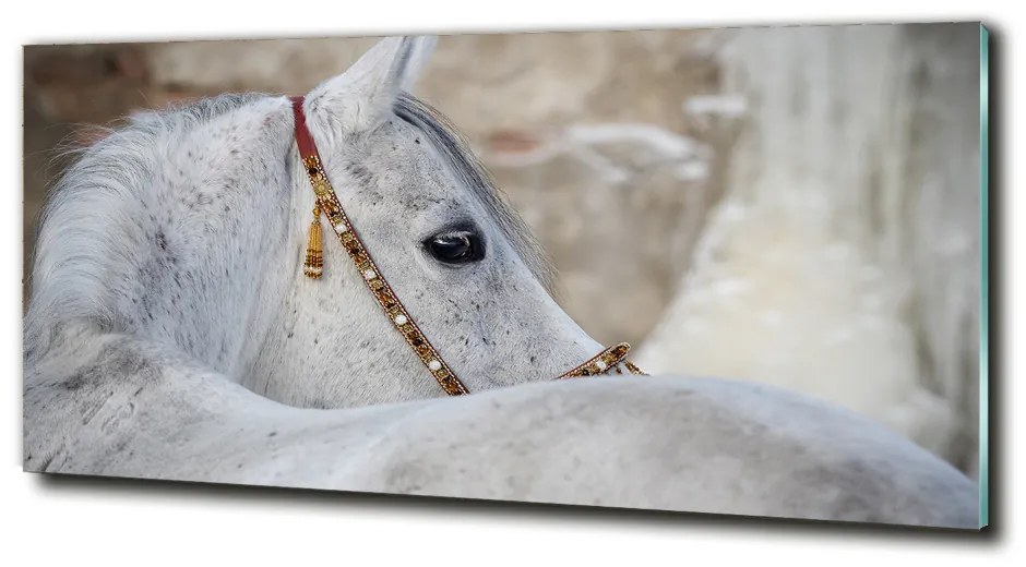 Wallmuralia Fotoobraz na skle Bílý arabský kůň 125x50 cm