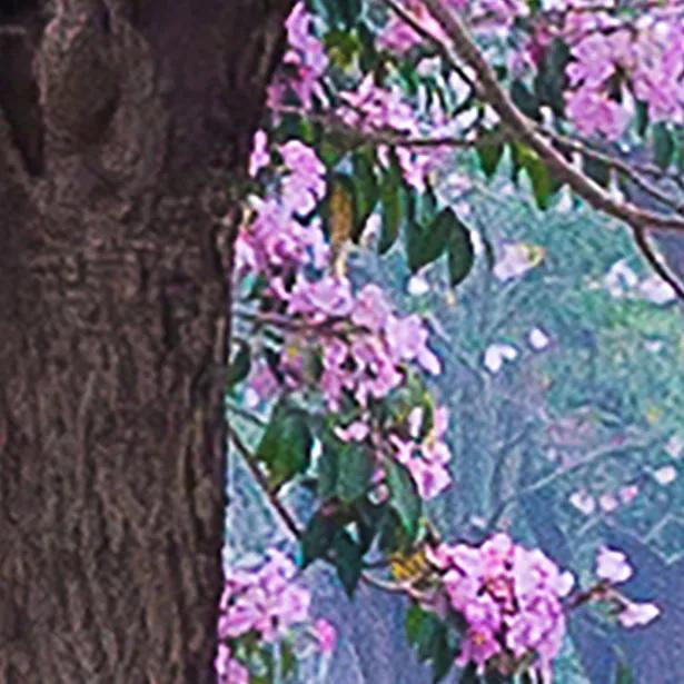 Malvis Tapeta růžový sad Vel. (šířka x výška): 144 x 105 cm