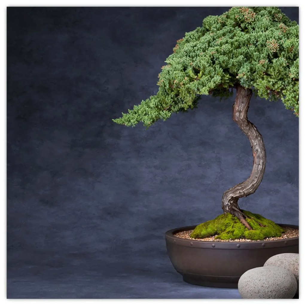 Obraz - Bonsai (30x30 cm)