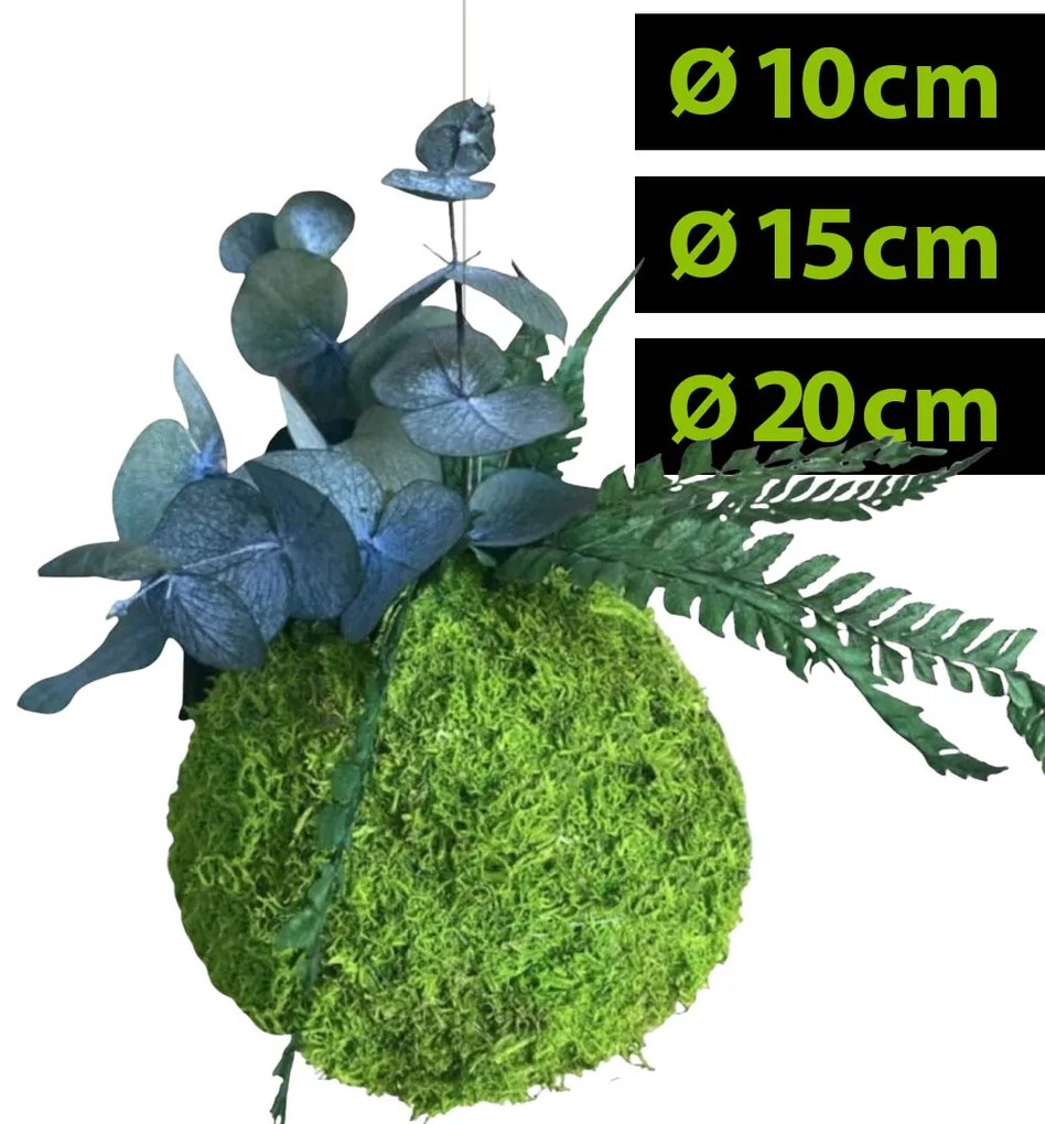 Závěsná kokedama ze stabilizovaného mechu a rostlin | světle zelená Průměr koule: 10 cm