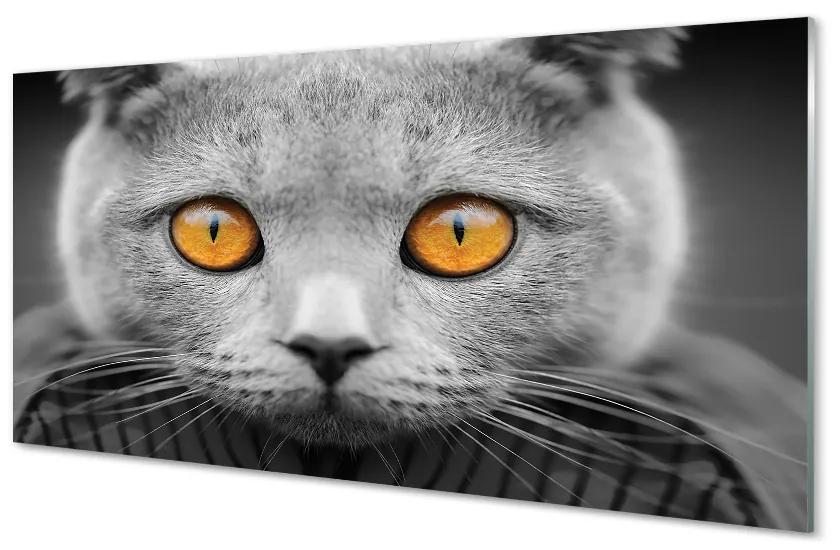 Obraz na skle Šedá Britská kočka 125x50 cm