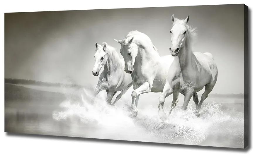 Wallmuralia Foto obraz canvas Bílí koně 120x60 cm