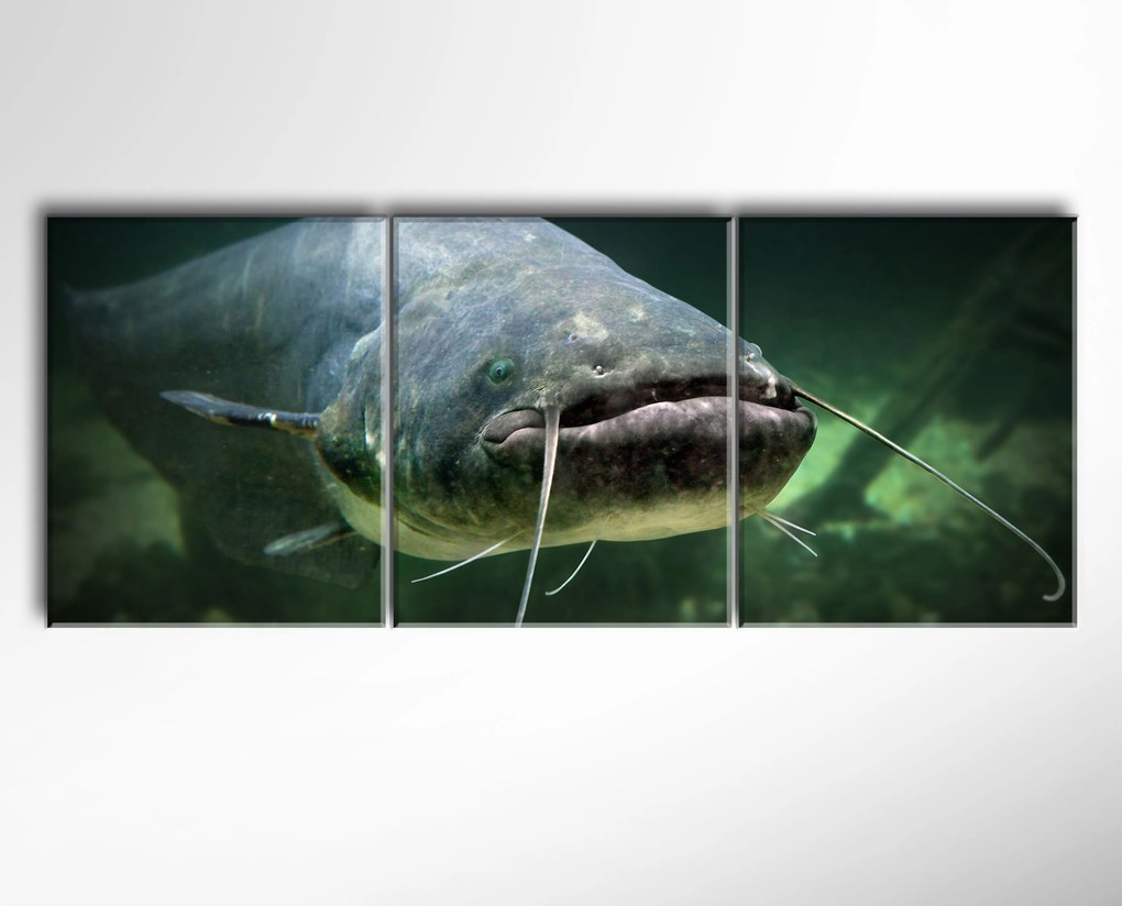 Malvis ® Obraz Sumec pod vodou ROZMĚR (šířka x výška): jednodílný obdélník 100x45 cm