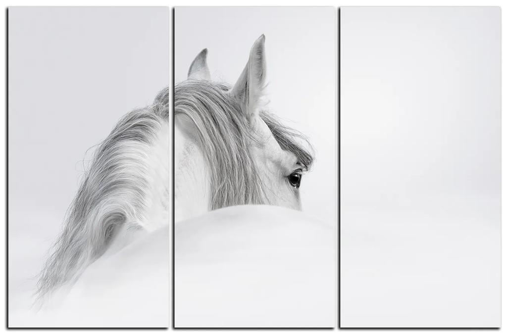 Obraz na plátně - Andaluský kůň v mlze 1219B (120x80 cm)