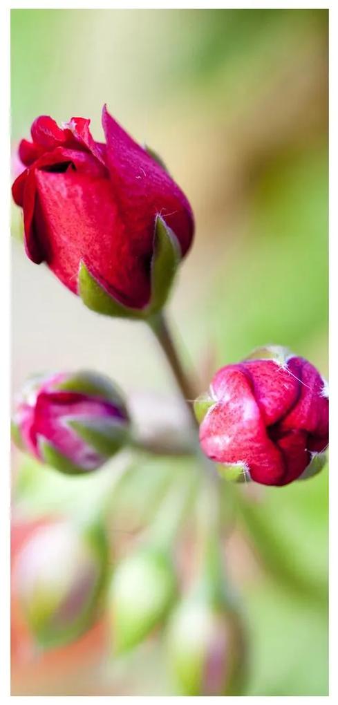 Fototapeta na dveře - květ růže (95x205cm)