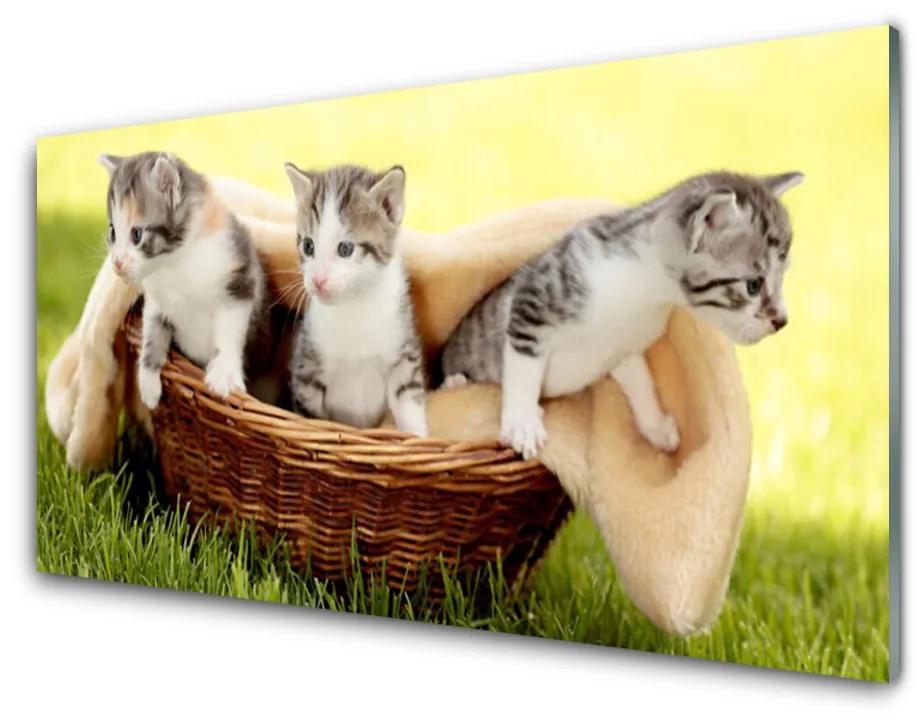 akrylový obraz Kočky Zvířata 125x50 cm