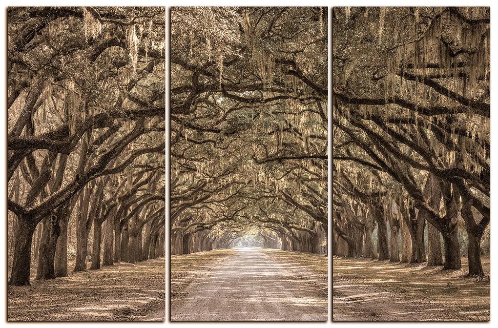 Obraz na plátně - Historické dubové stromy lemované polní cestou 1239FB (105x70 cm)