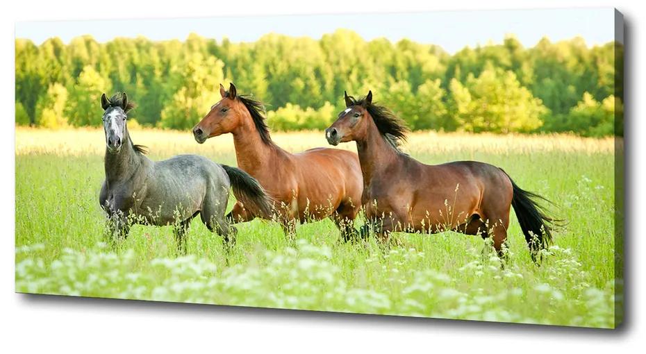 Wallmuralia Foto obraz na plátně Koně ve cvalu 125x50 cm