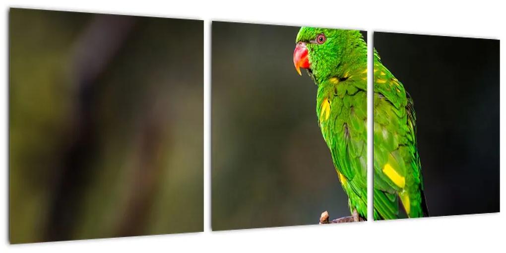 Obraz zeleného papouška