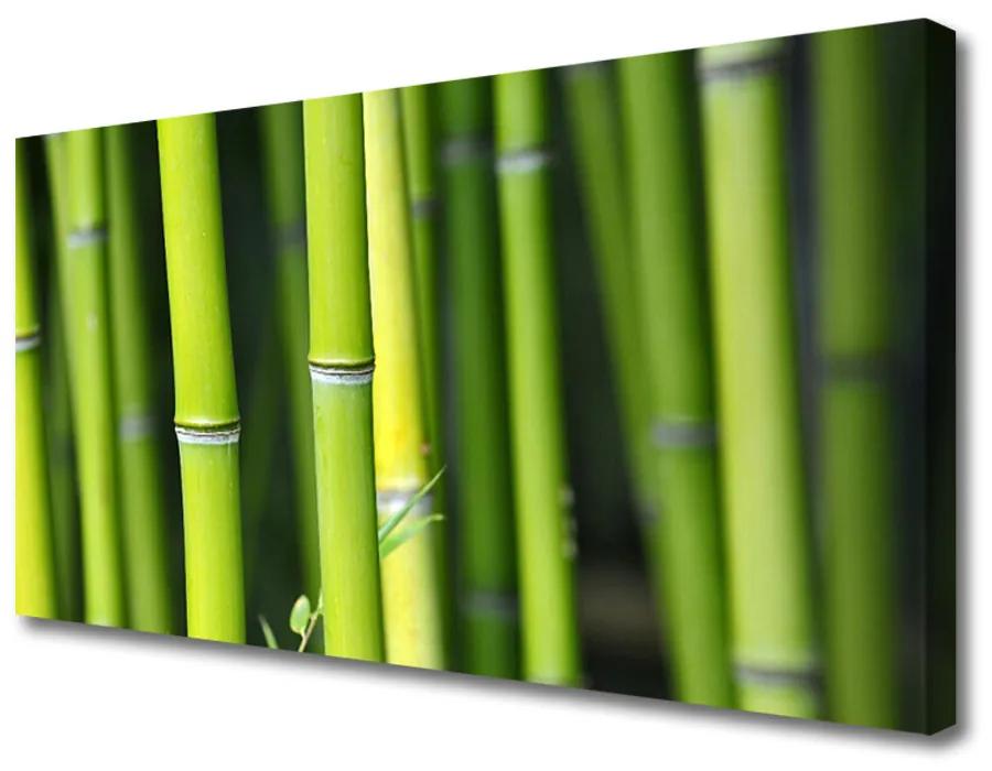 Obraz na plátně Bambus Příroda Rostlina 100x50 cm