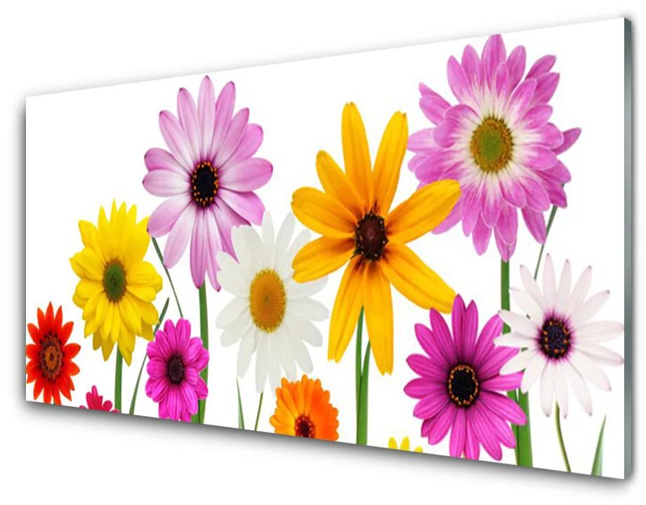 Plexisklo-obraz Barevné Květiny Příroda 100x50 cm