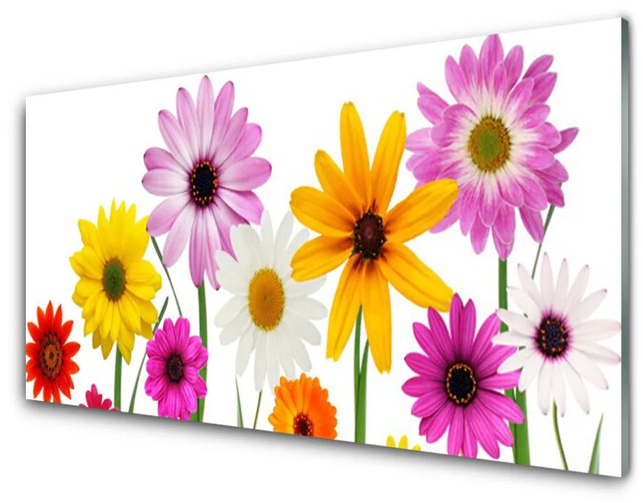 Plexisklo-obraz Barevné Květiny Příroda 140x70 cm