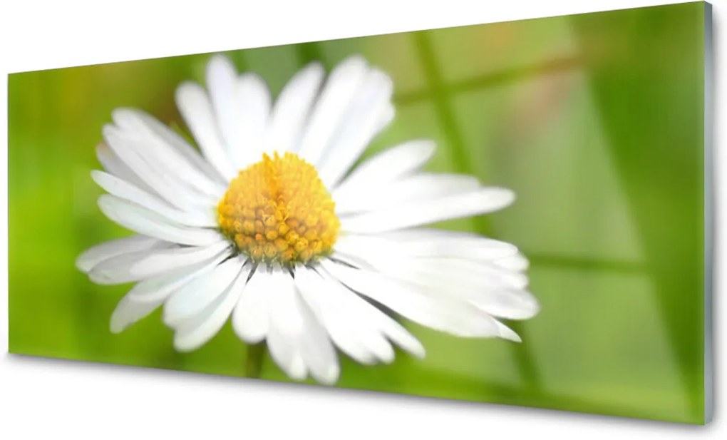 Plexisklo obraz Sedmikráska Rostlina Příroda