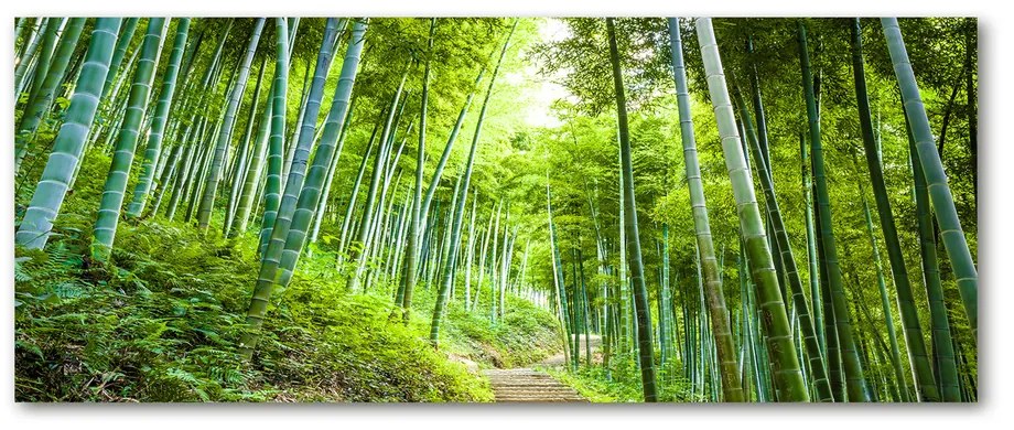 Wallmuralia Foto obraz akrylové sklo Bambusový les 125x50 cm