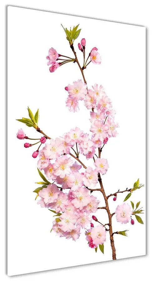 Wallmuralia Moderní akrylový fotoobraz Květy višně 60x120 cm