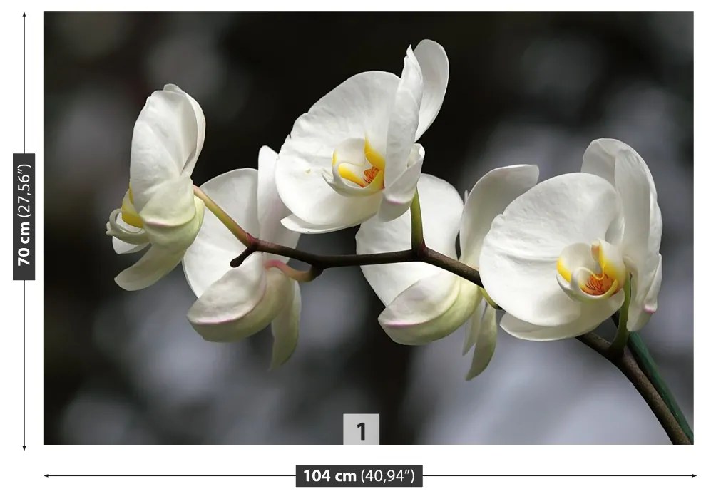 Fototapeta Bílá orchidej 104x70