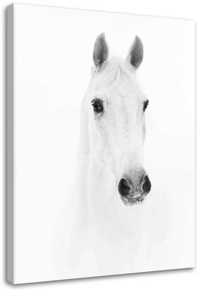 Obraz na plátně Kůň Zvířata Příroda Bílá - 40x60 cm