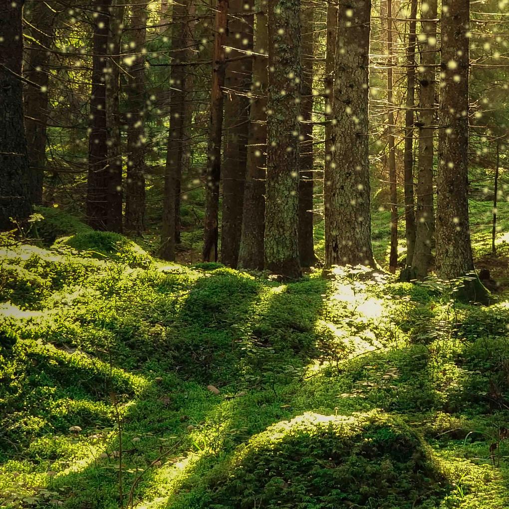 Malvis ® Tapeta Kouzelný les Vel. (šířka x výška): 288 x 200 cm