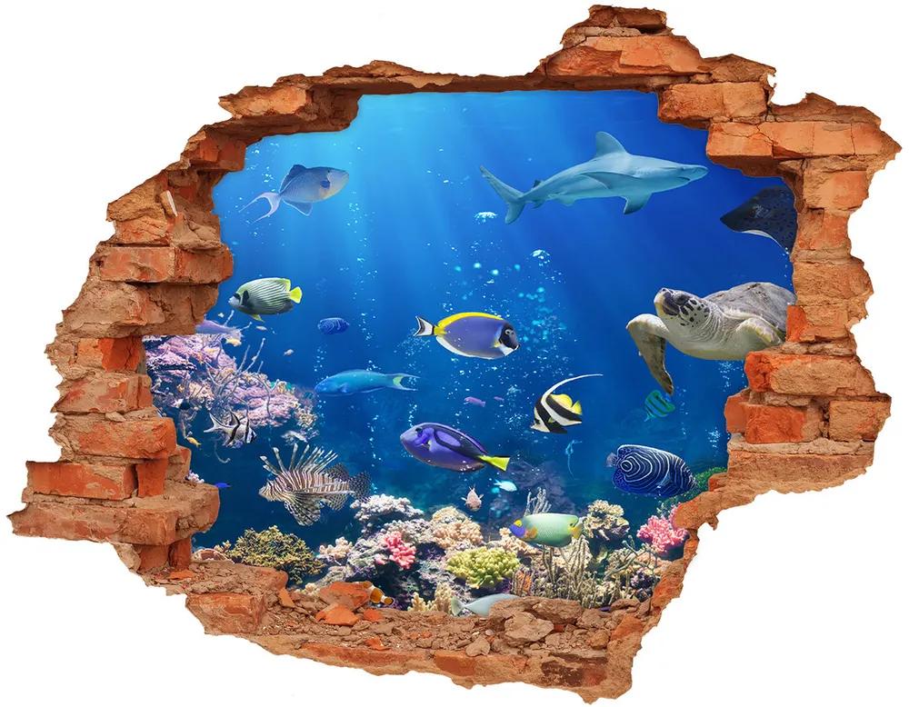 Wallmuralia Díra 3D fototapeta nástěnná Korálový útes 90x70 cm