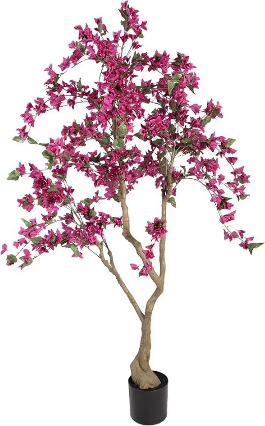 Stromek s růžovými květy Bougainvillea Tree - 80*80*180 cm