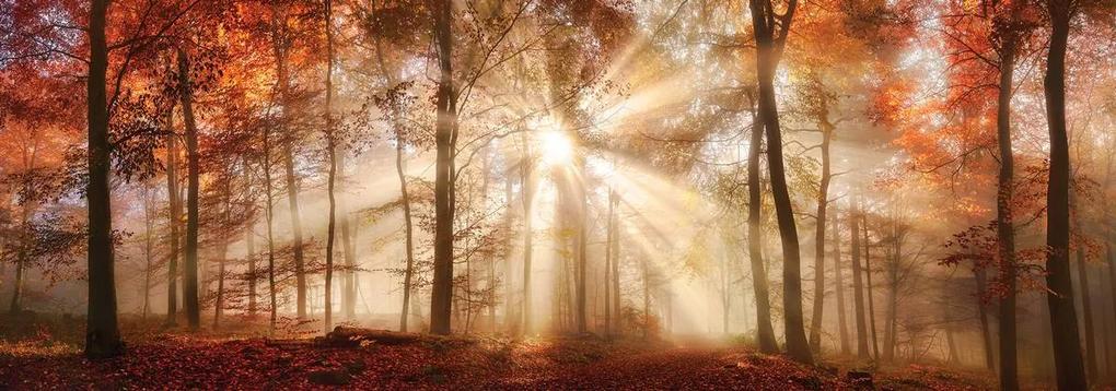 Fototapeta - Podzimní les ve slunci (254x184 cm)