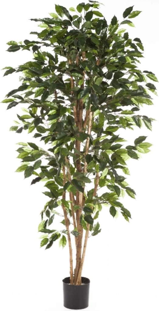 Ficus Nitida umělý V 120 cm