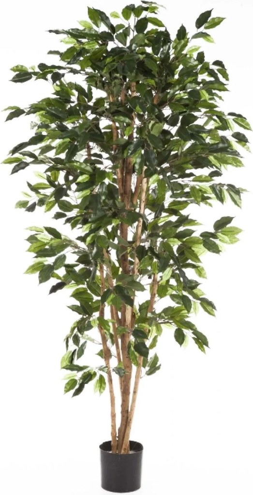 Ficus Nitida umělý V 210 cm