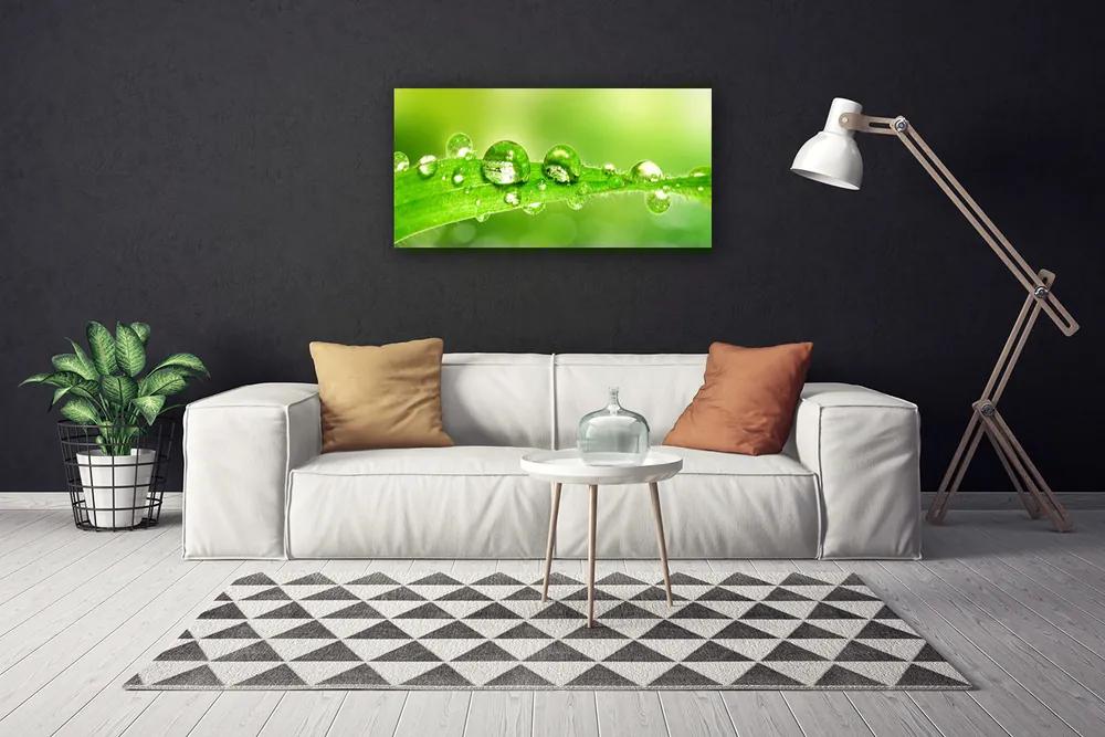 Obraz na plátně List Kapky Rosa Rostlina 125x50 cm