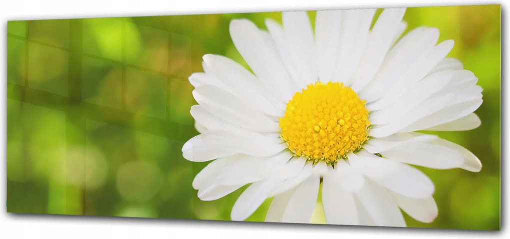 Skleněný obraz 80x30 grafika za sklem slunečnice