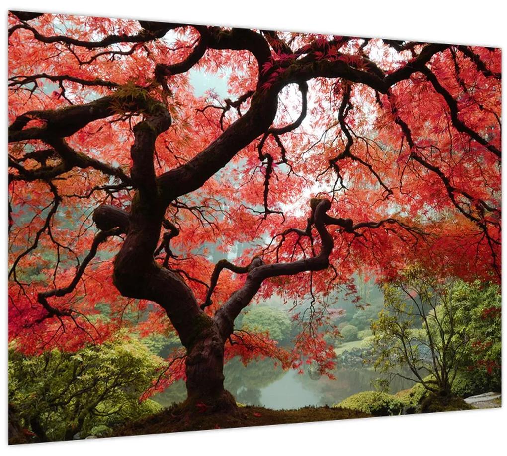 Obraz červeného japonského javoru, Portland, Oregon (70x50 cm)