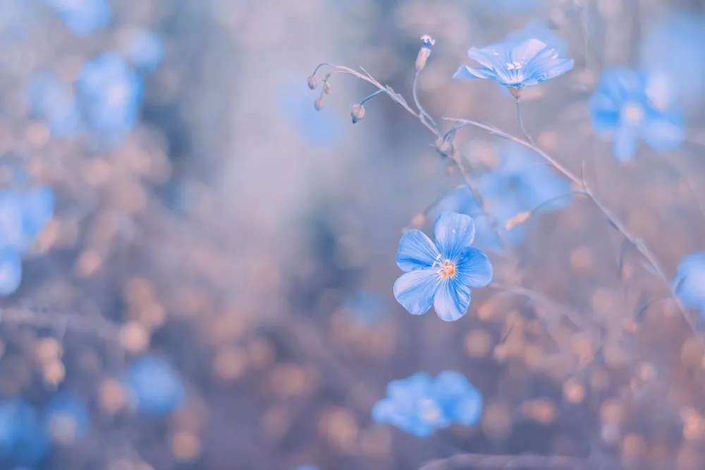 Fototapeta modré květiny na vintage pozadí