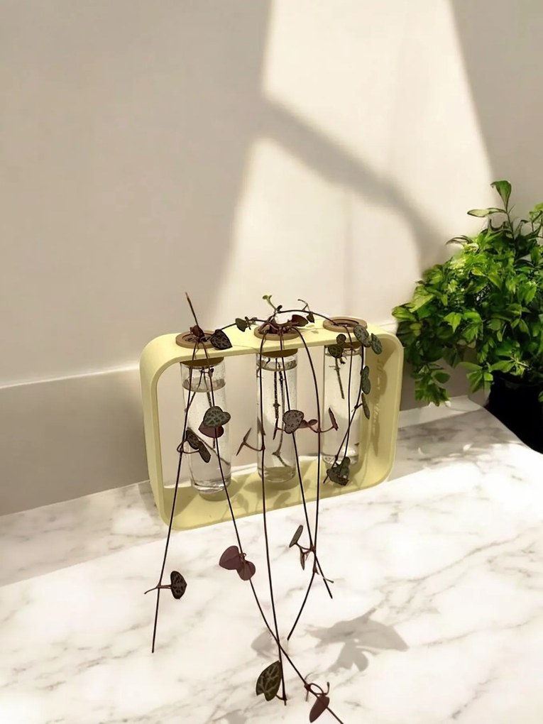Plantbee Sada na množení rostlin Gemea jemně žlutá