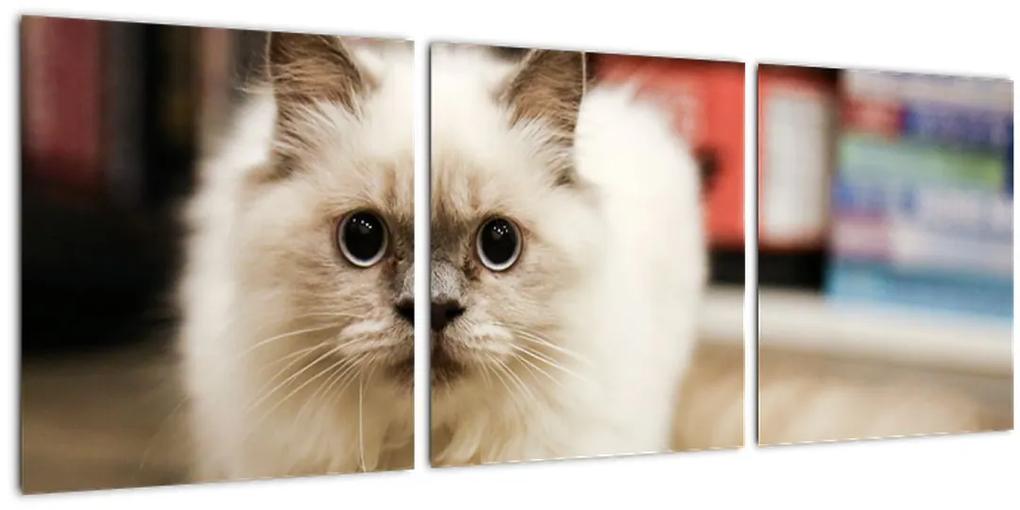 Obraz bílé kočky (90x30 cm), 40 dalších rozměrů